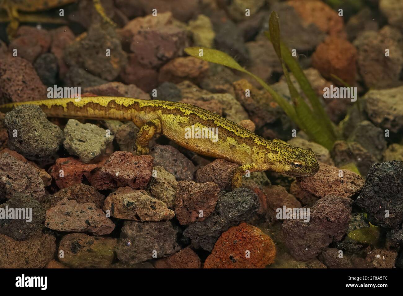 Closeup of an aquatic unusual colorful female Carpathian newt ...