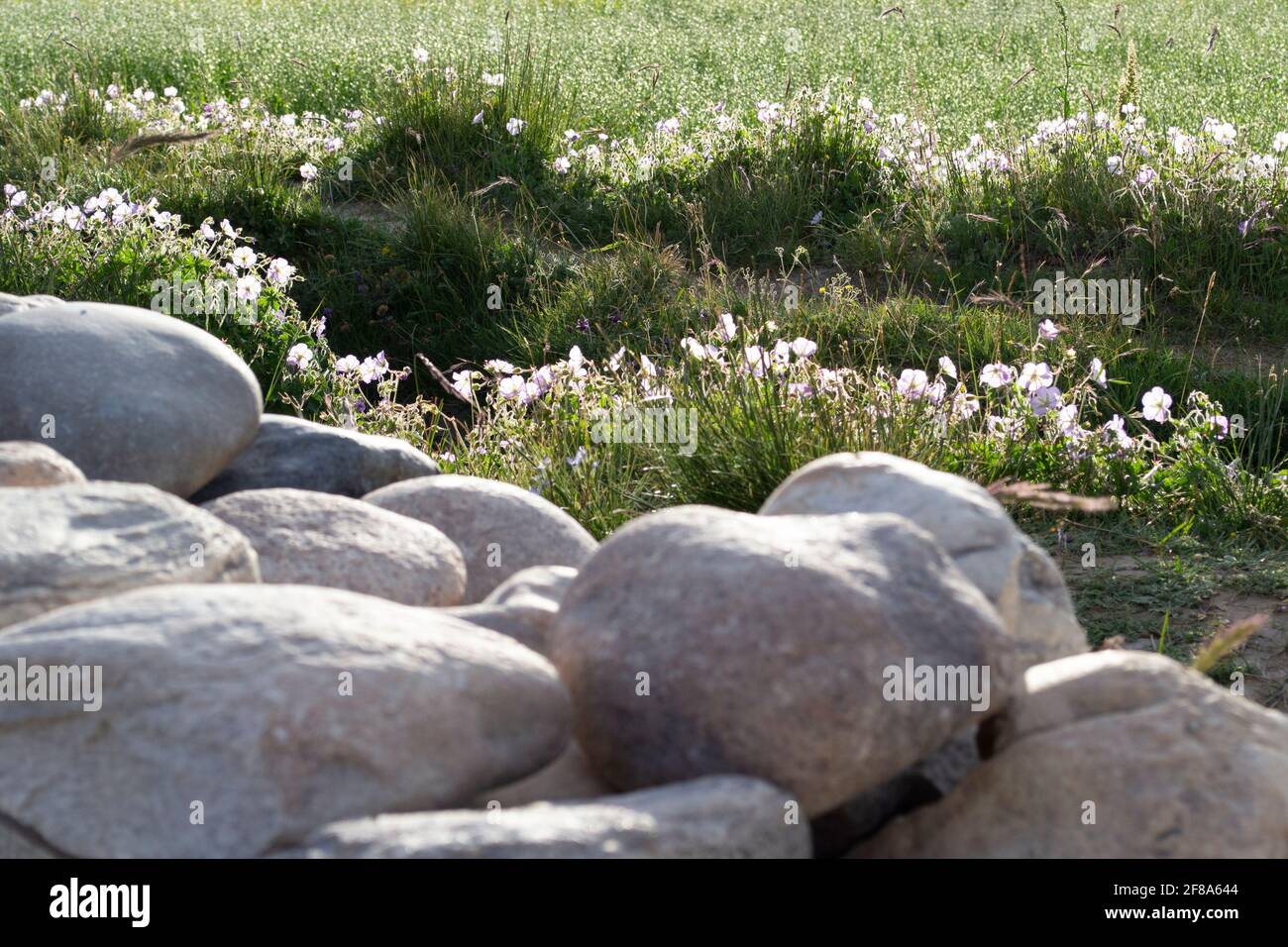 Zanskar, India. Alpine flowers in afternoon light Stock Photo - Alamy