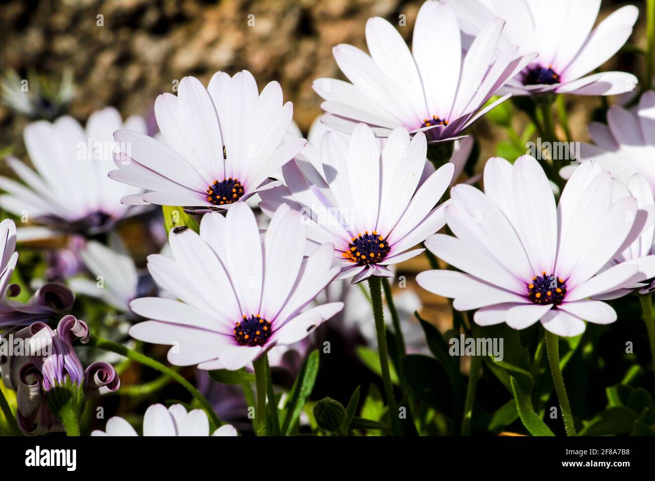 Beautiful Osteospermum Ecklonis flowers in the garden in Spring Stock ...