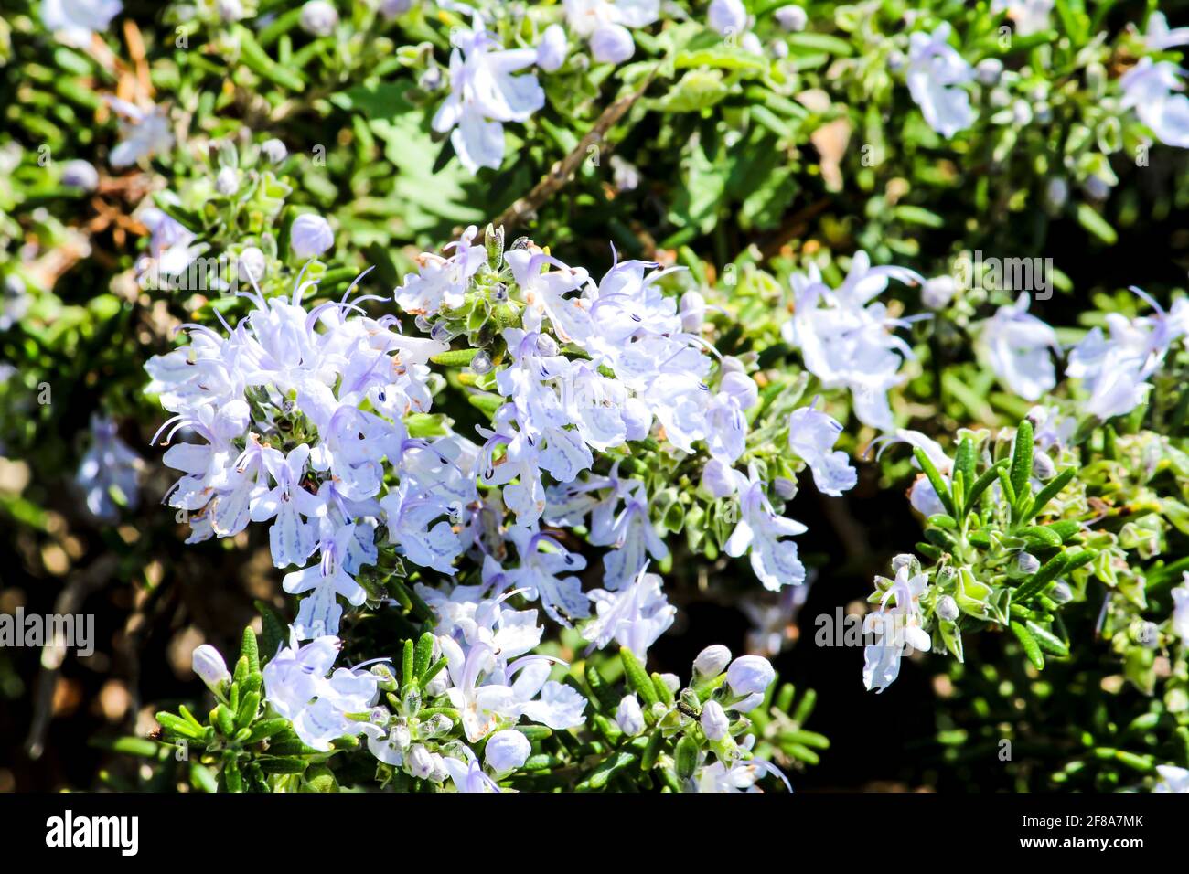 Salvia Rosmarinus plant in the garden under the sun in Spring Stock ...