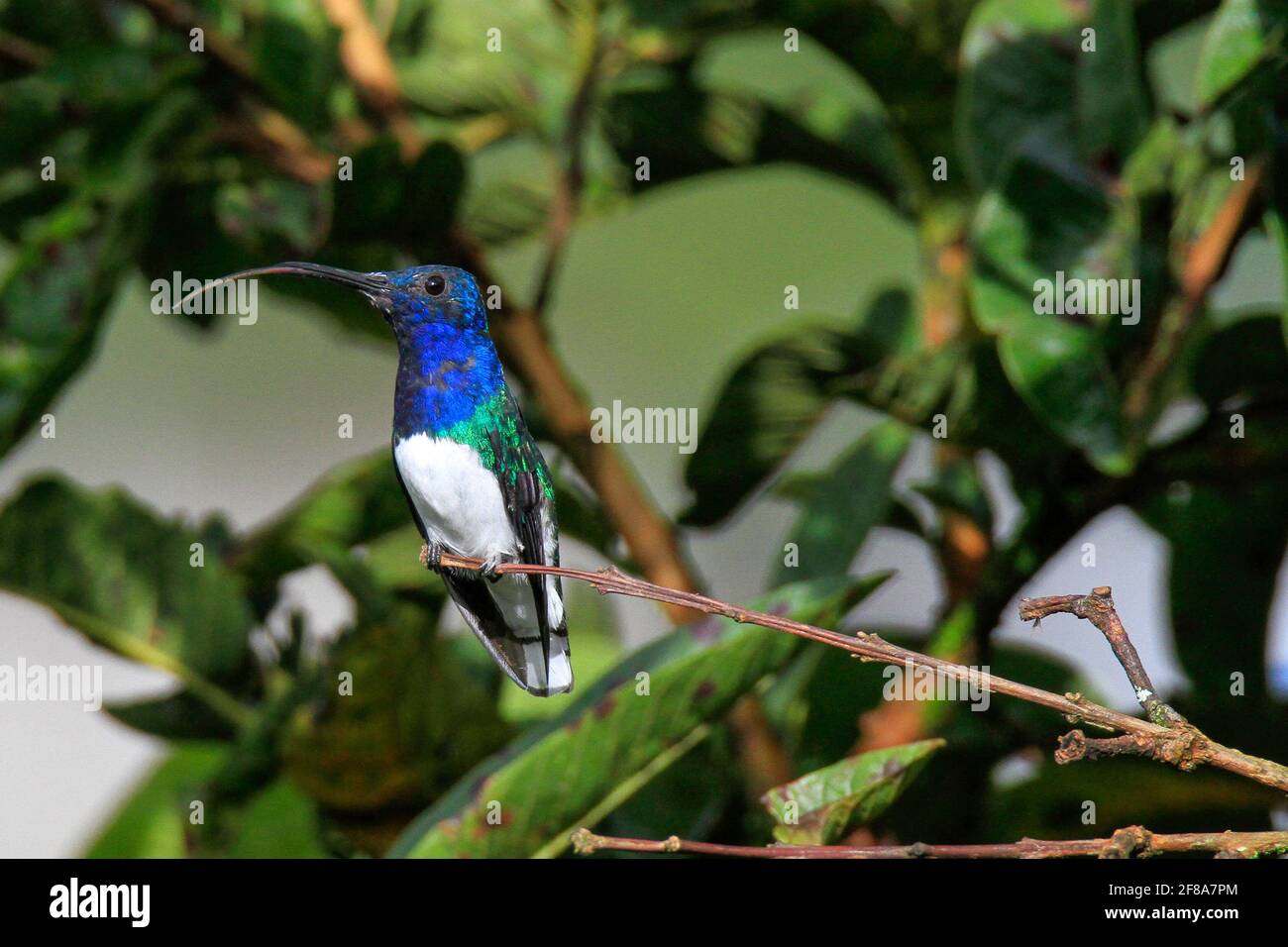 Jacobin bird hi-res stock photography and images - Alamy