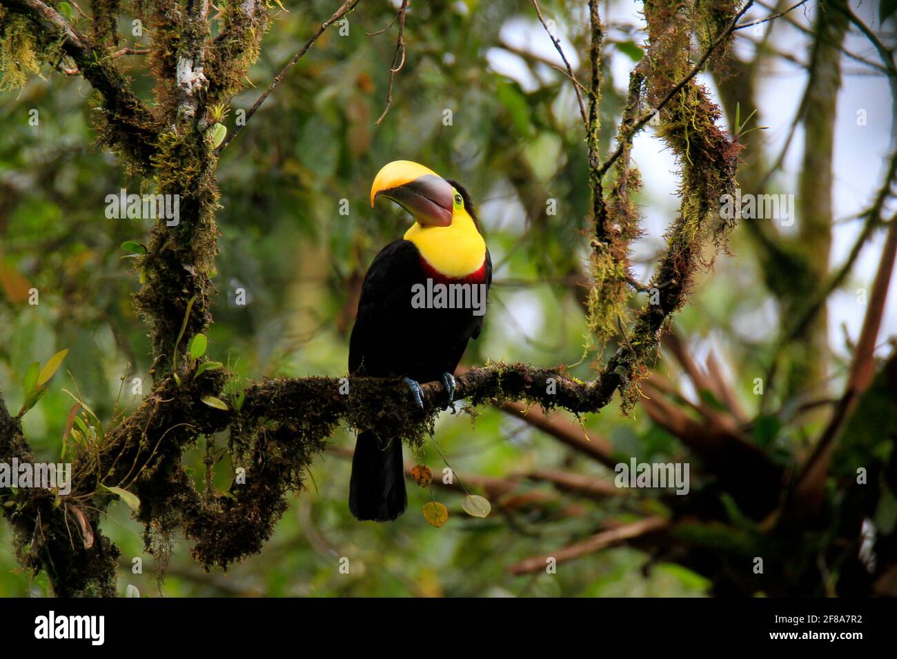 Yellow-breasted or chestnut-mandibled toucan on a branch in the ...