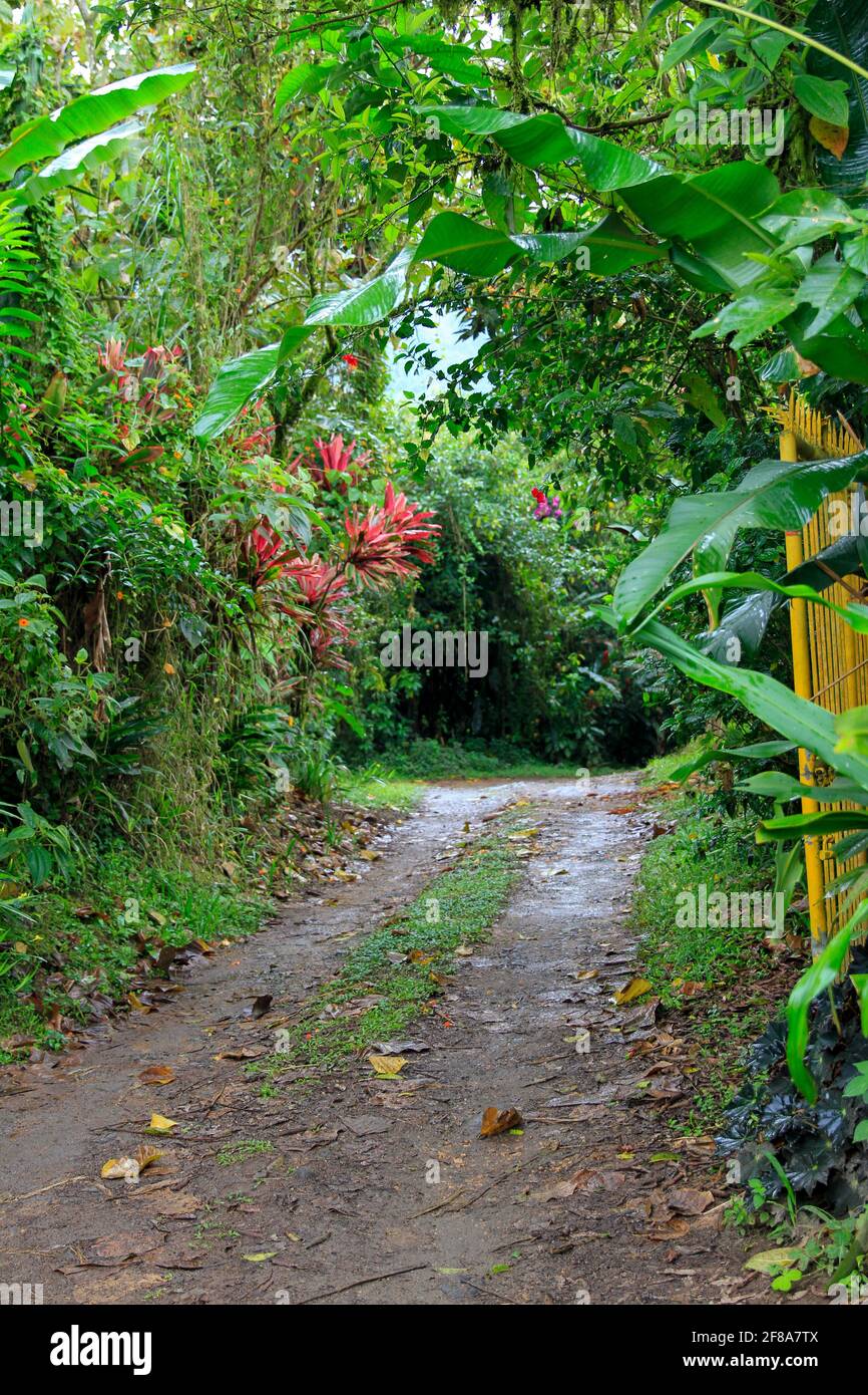 Yellow Gate and Path leading through Dense Green Foliage with Colorful ...