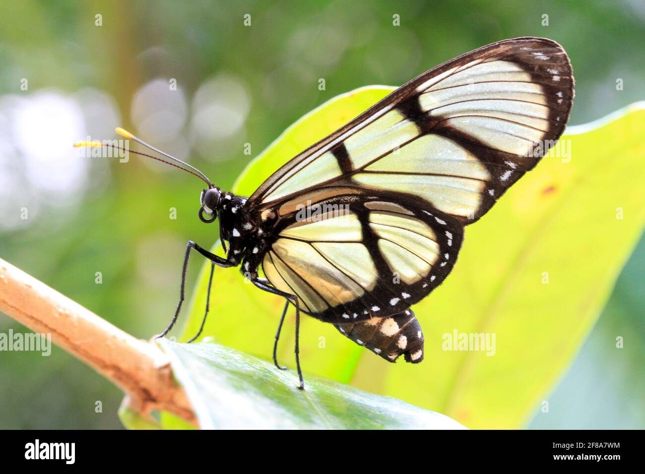 Ecuador butterfly hi-res stock photography and images - Alamy