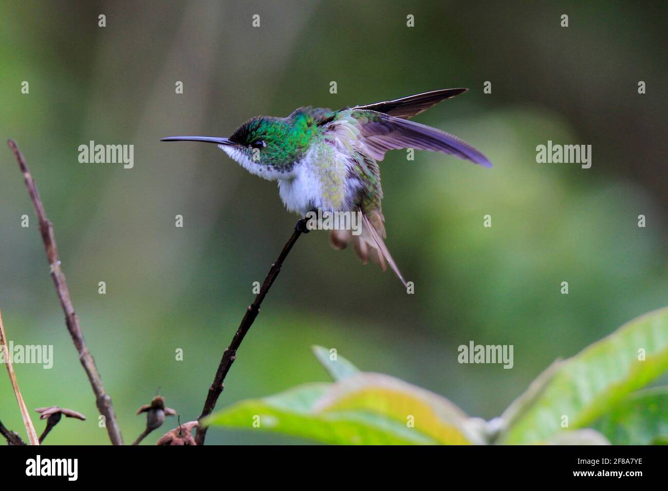 Andean emerald hummingbird perched on a branch in Mindo, Ecuador, South ...