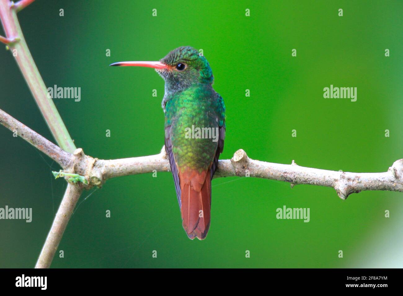 Emerald hummingbird hi-res stock photography and images - Alamy