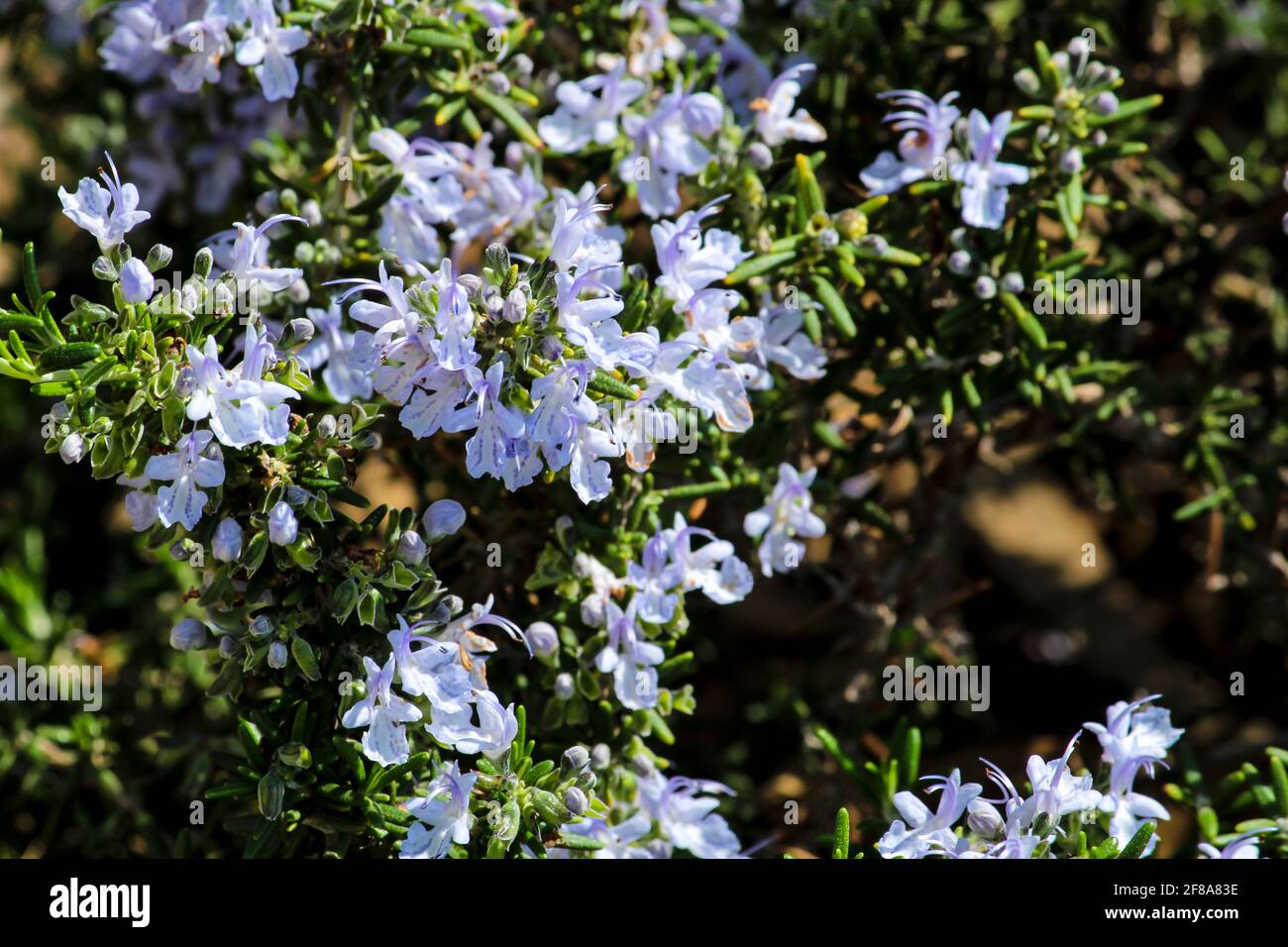 Salvia Rosmarinus plant in the garden under the sun in Spring Stock ...