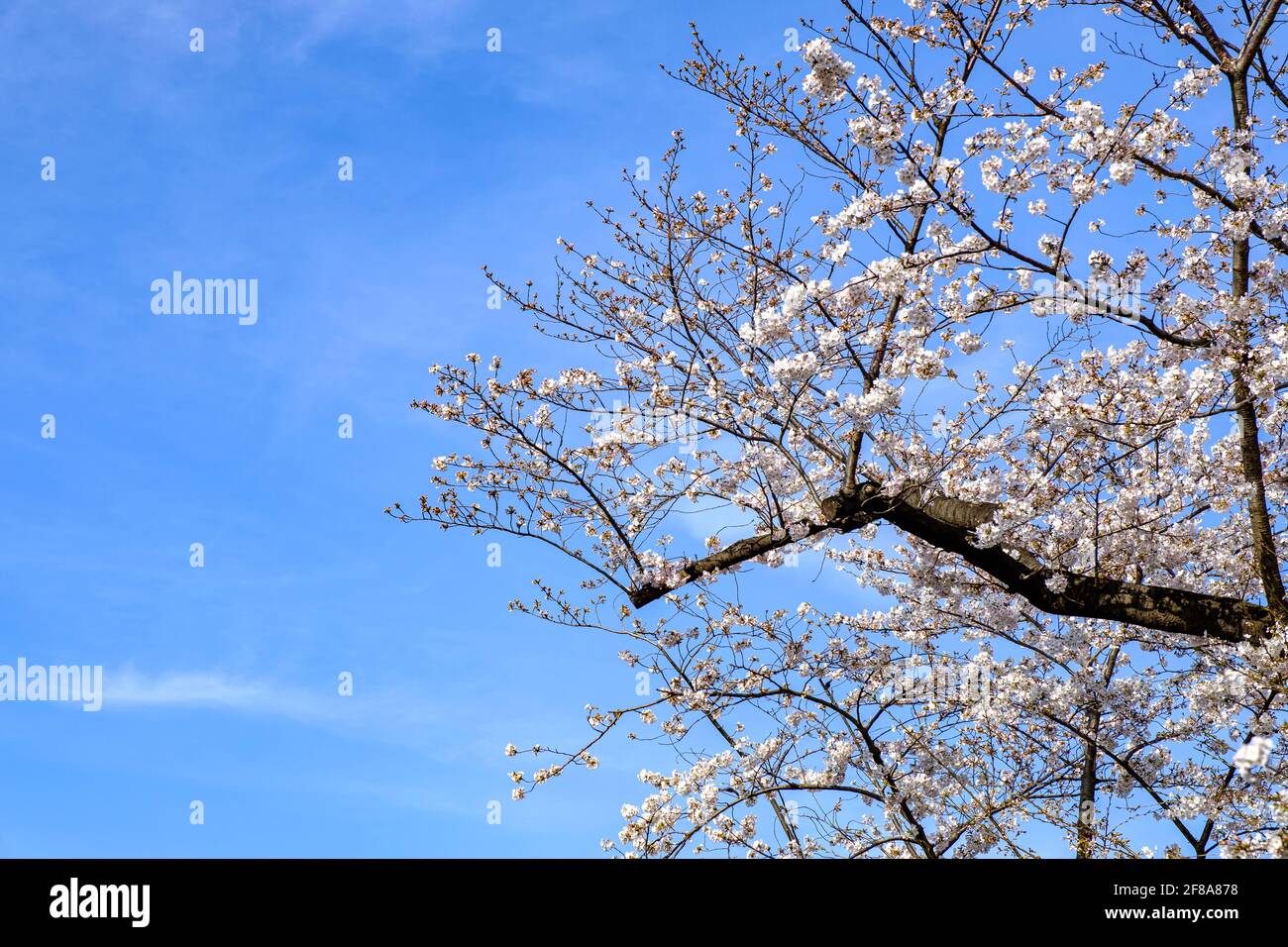 Dense Tokyo High Resolution Stock Photography and Images - Alamy
