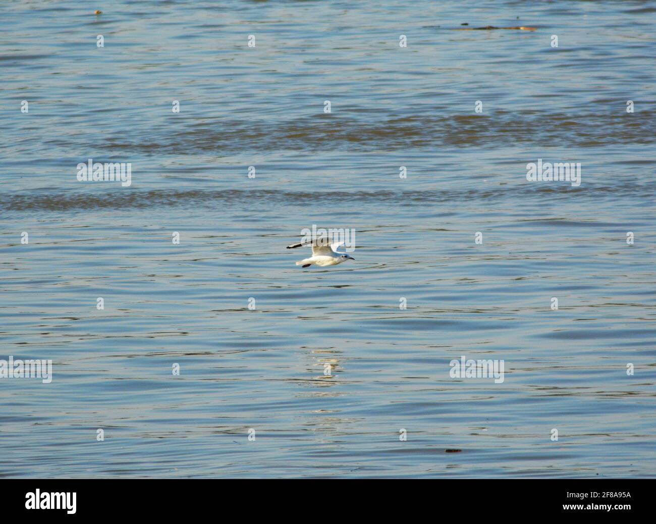 a gull fly over a blue river surface Stock Photo - Alamy