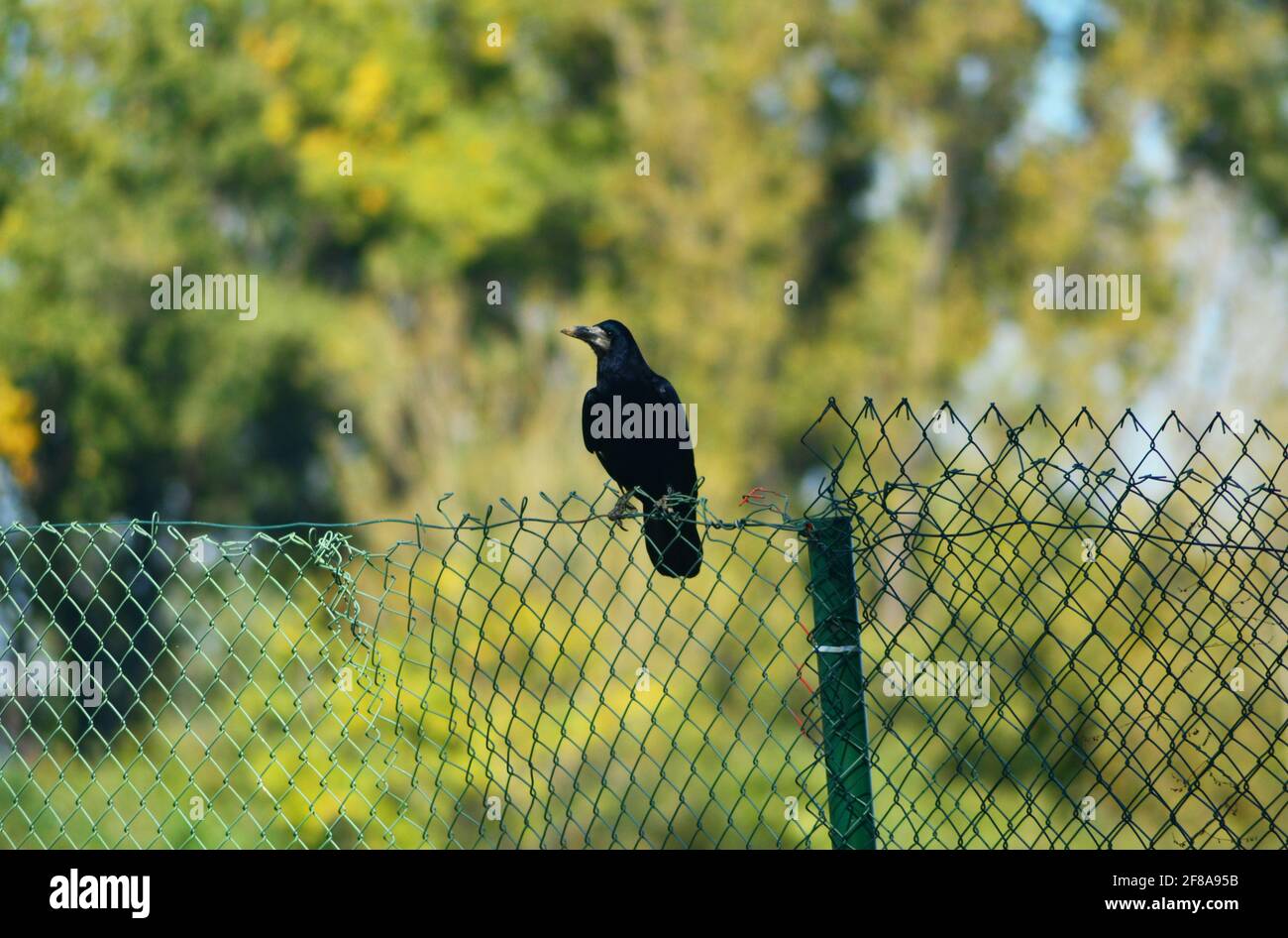 Raven on a wire fence with blurred nature in background Stock Photo - Alamy