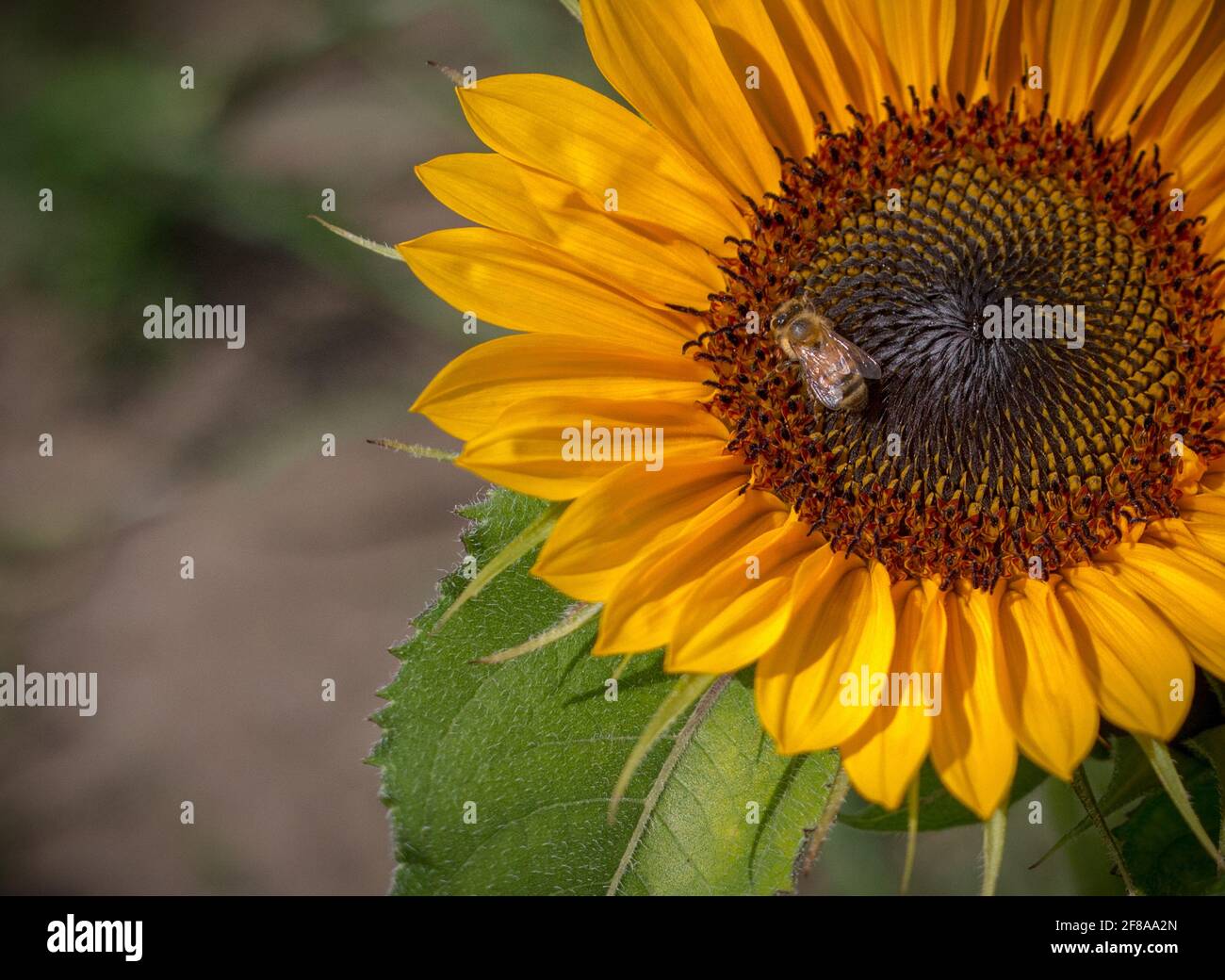 Large bee lands on a huge golden sunflower Stock Photo - Alamy