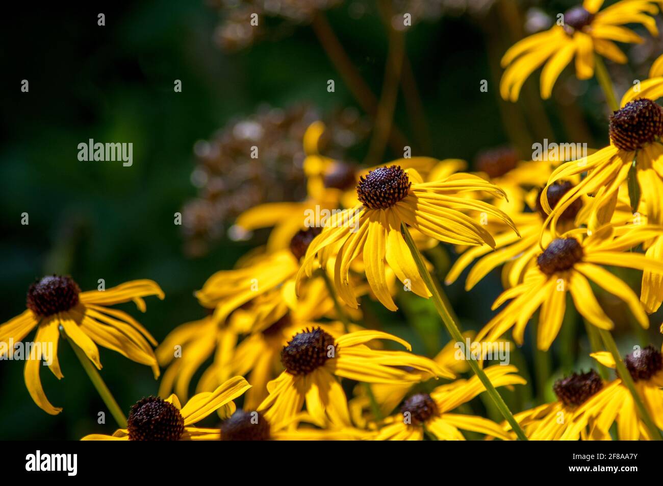 Brown eyed susan flowers hi-res stock photography and images - Alamy