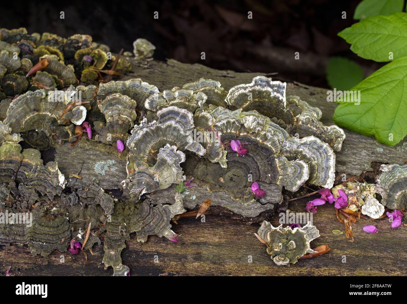 Fungal Decay High Resolution Stock Photography and Images - Alamy