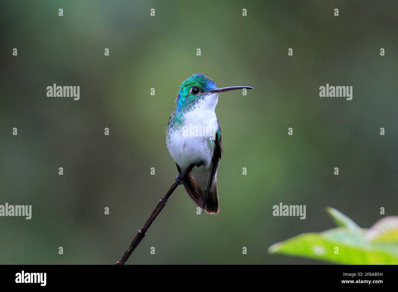 Andean hummingbirds hi-res stock photography and images - Alamy