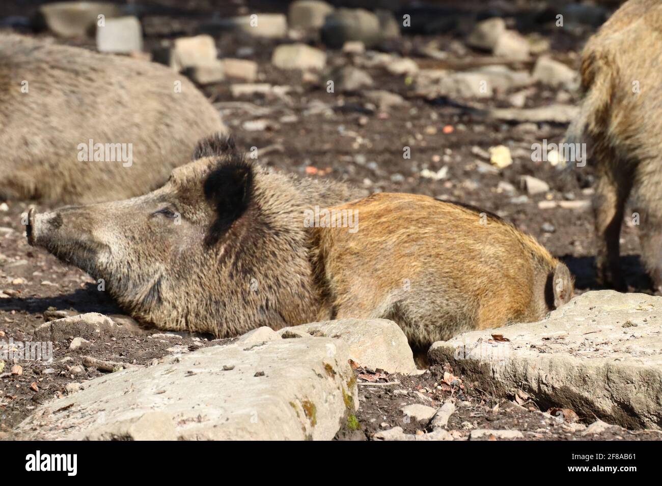Side view of a wild boar resting on the ground in the pastur Stock ...