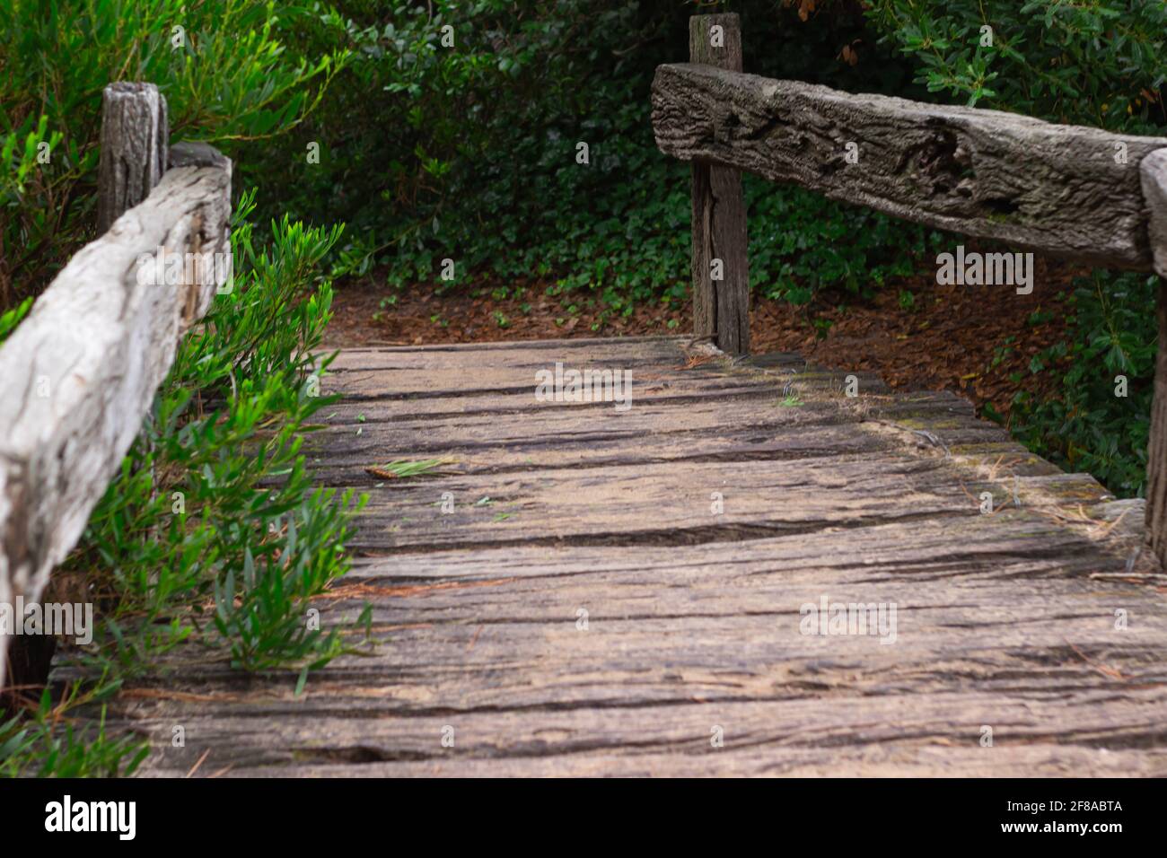 Small wooden bridge in the forest Stock Photo - Alamy