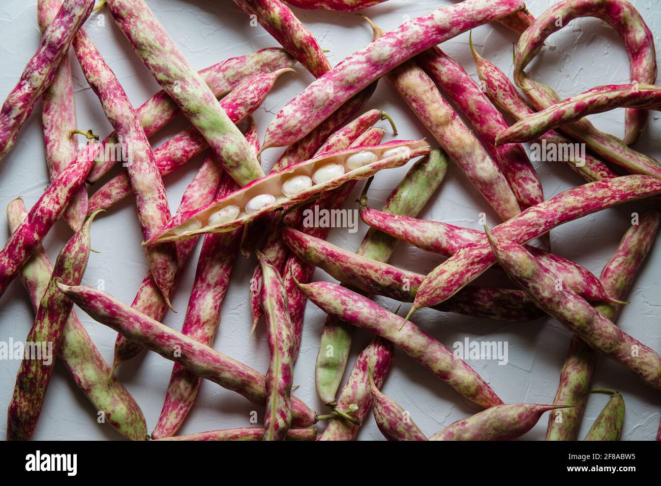 Harvest shell hi-res stock photography and images - Alamy
