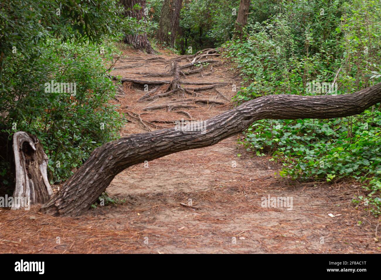 Fallen tree in the forest Stock Photo - Alamy