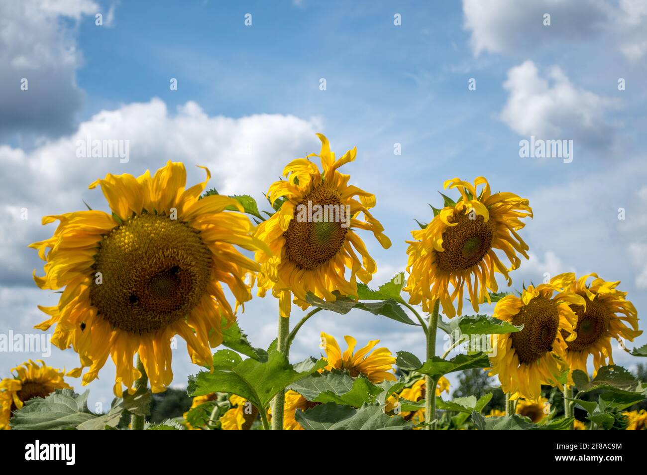 Giant sunflowers in bloom hi-res stock photography and images - Alamy