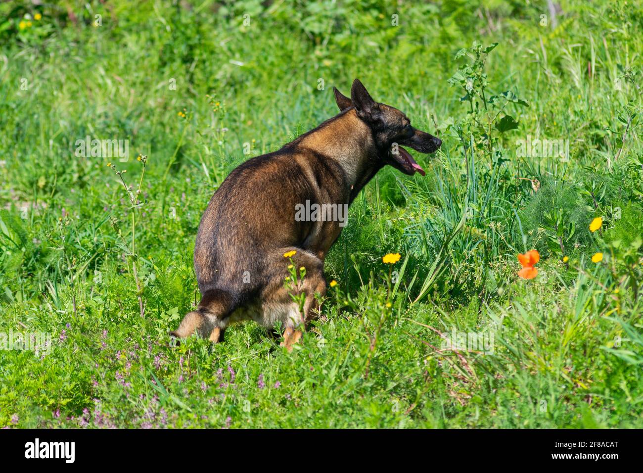 Dog making poop on Outdoors green fileds with flowers around Stock ...