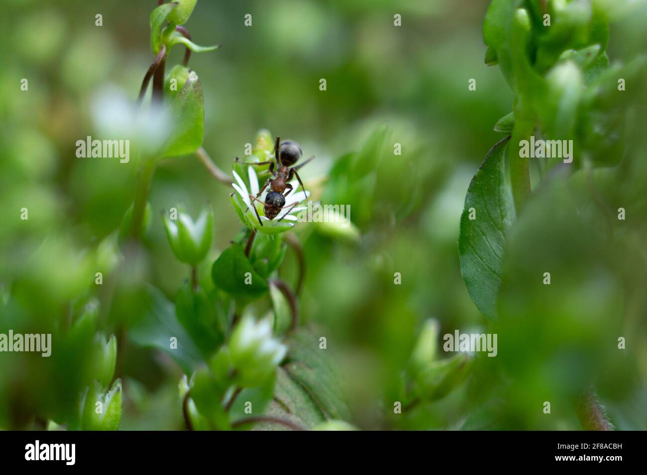 Giant forest ant hi-res stock photography and images - Alamy