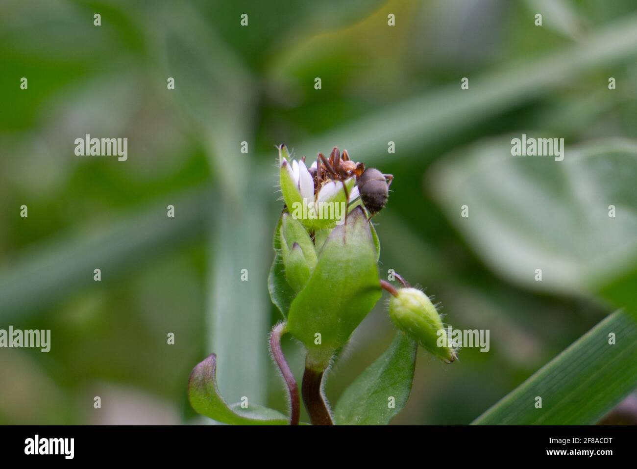 Flower bug bite hi-res stock photography and images - Alamy