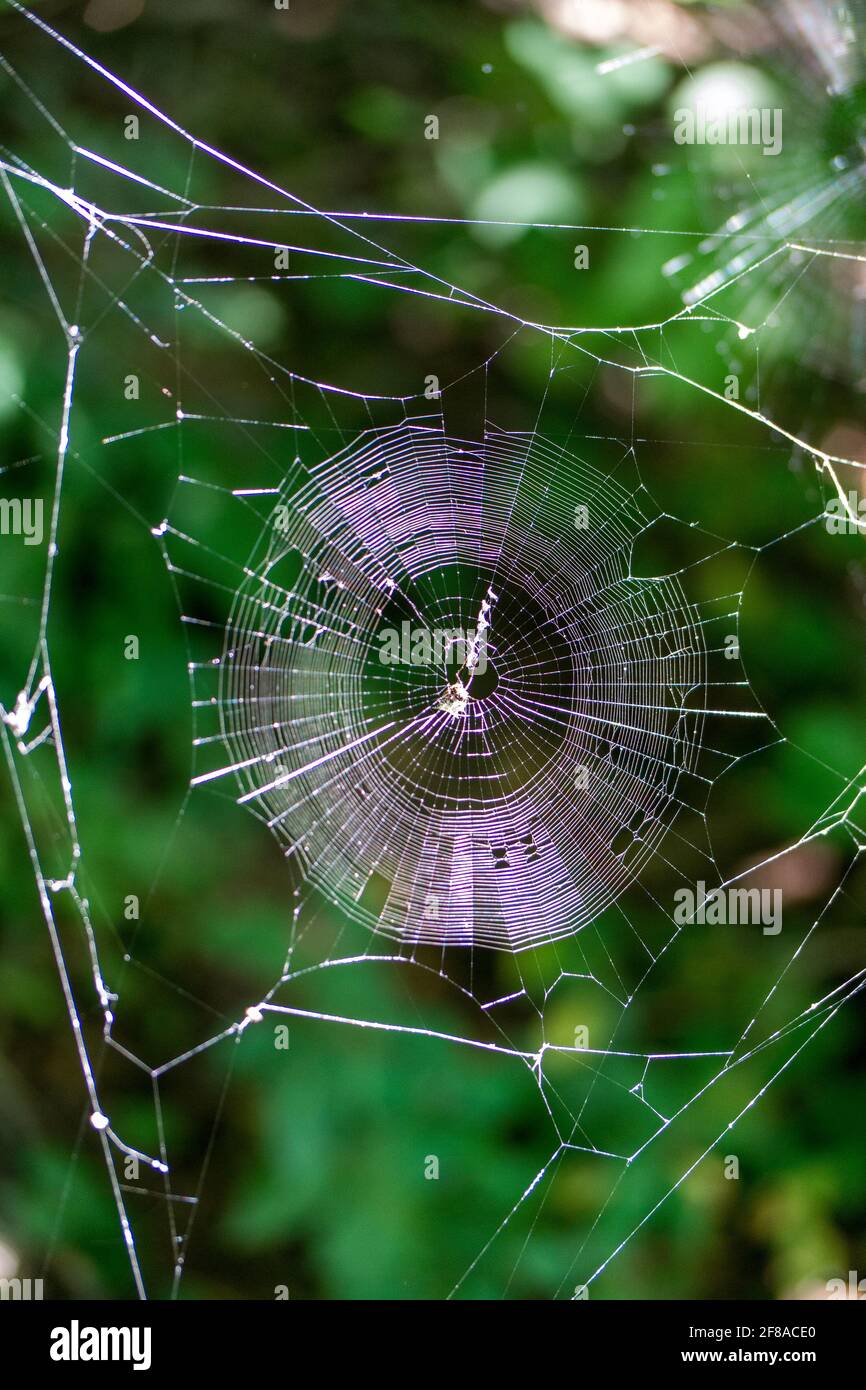 Spider with pattern hi-res stock photography and images - Alamy