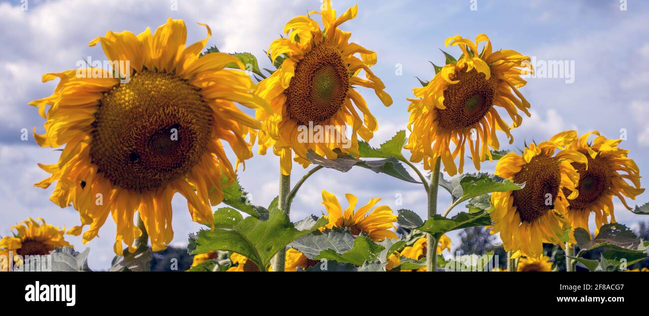 Gold sunflower hi-res stock photography and images - Alamy