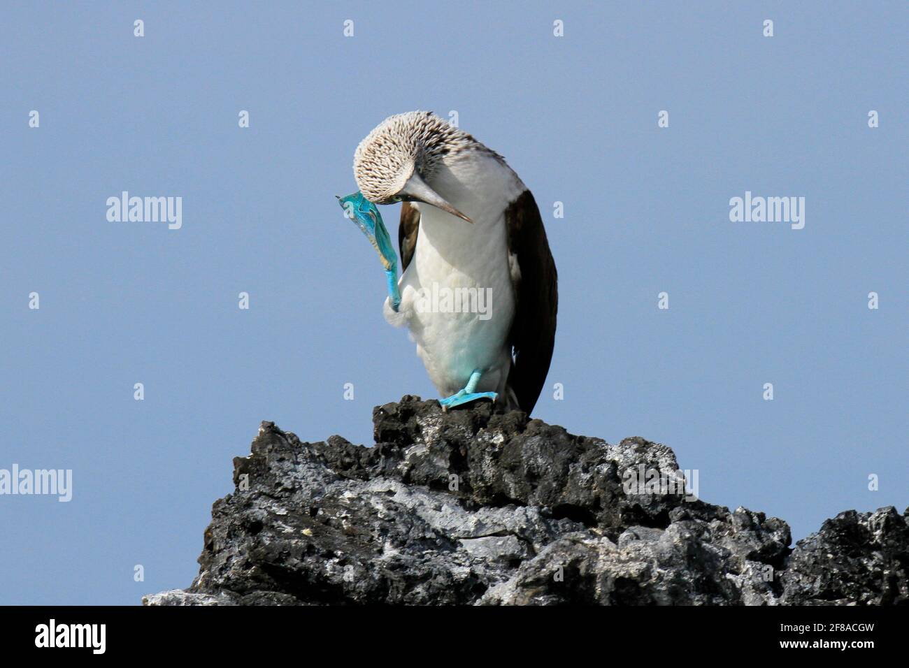 Bird scratching hi-res stock photography and images - Alamy