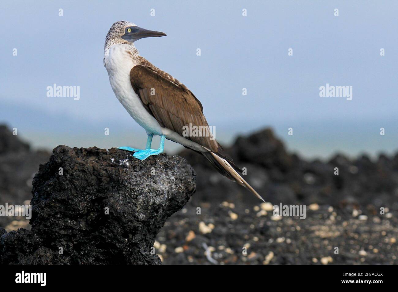 Blue footed booby bird hi-res stock photography and images - Alamy