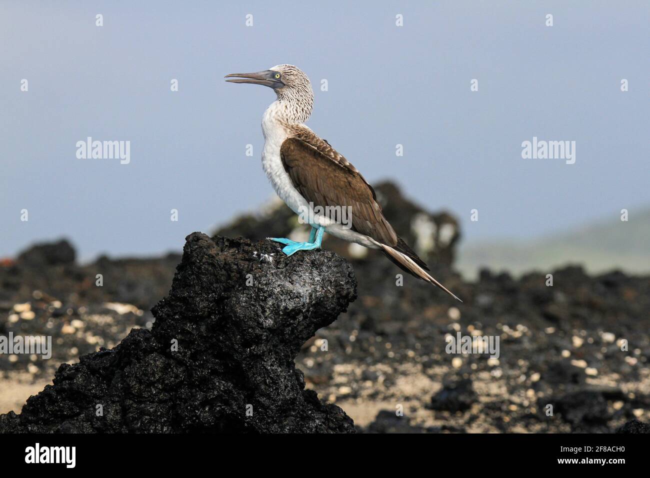 Black lava rock hi-res stock photography and images - Alamy