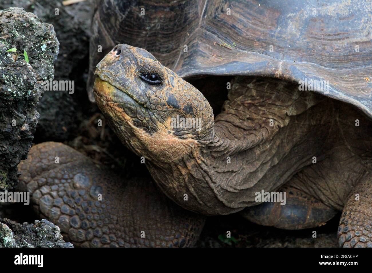 Close-up of Friendly Smiling Tortoise on Santa Cruz Island, Galapagos ...