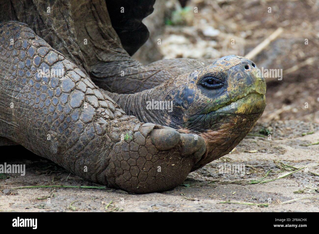 Close-up of Tortoise Face and Foot on Santa Cruz Island, Galapagos ...