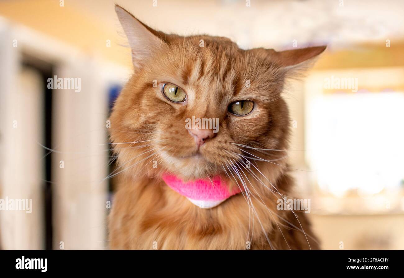 tabby cat poses with a pink bandage wrapped around his neck after a ...