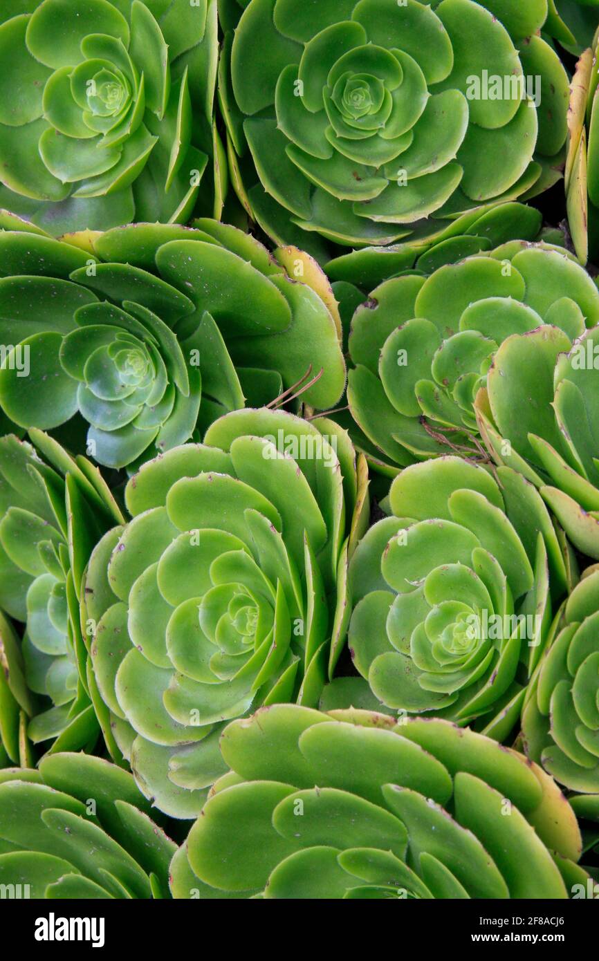 Cactus texture hi-res stock photography and images - Alamy