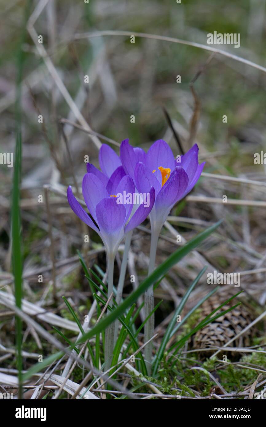 Wild crocus Crocus nudiflorus in the forest Stock Photo - Alamy