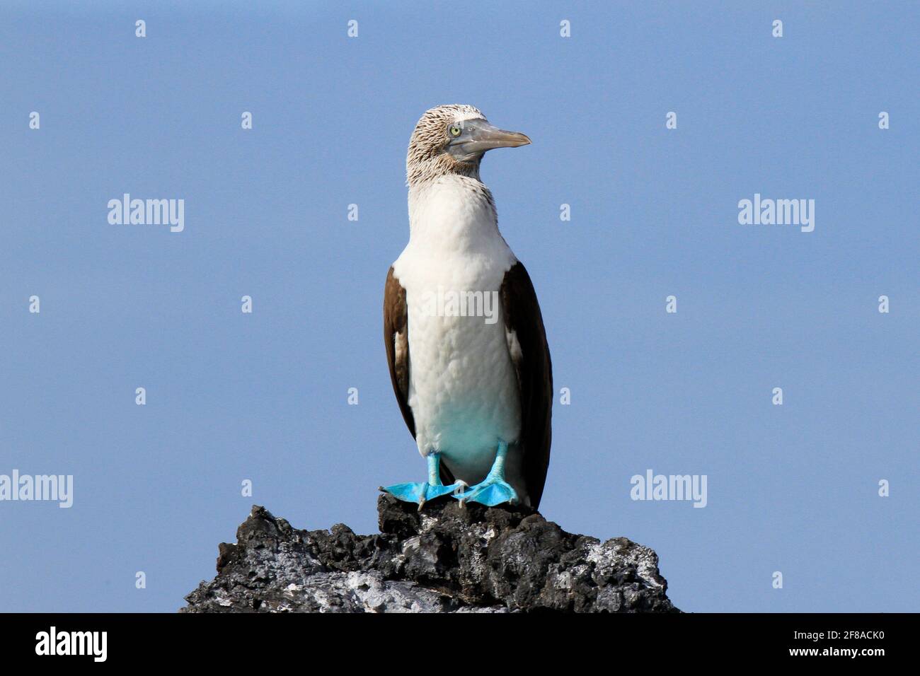 Blue-Footed or Blue Footed Booby Bird on Black Lava Rock of Galapagos ...