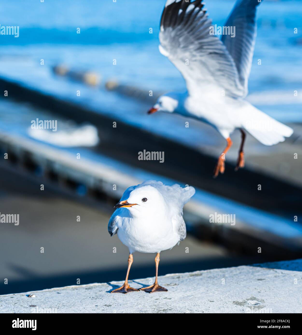 The close-up of sea gull Stock Photo - Alamy