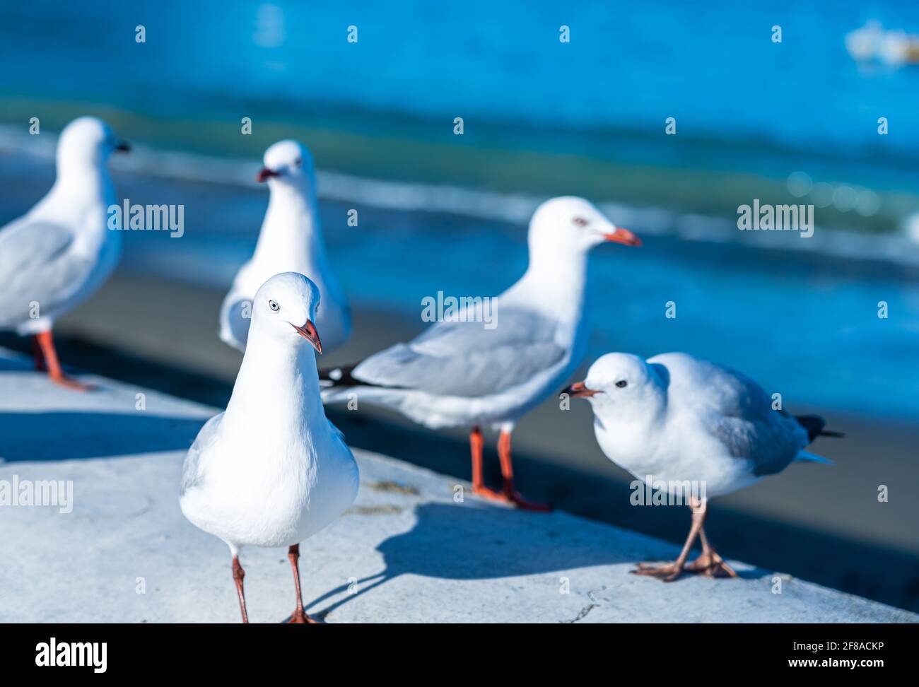 The close-up of sea gull Stock Photo - Alamy