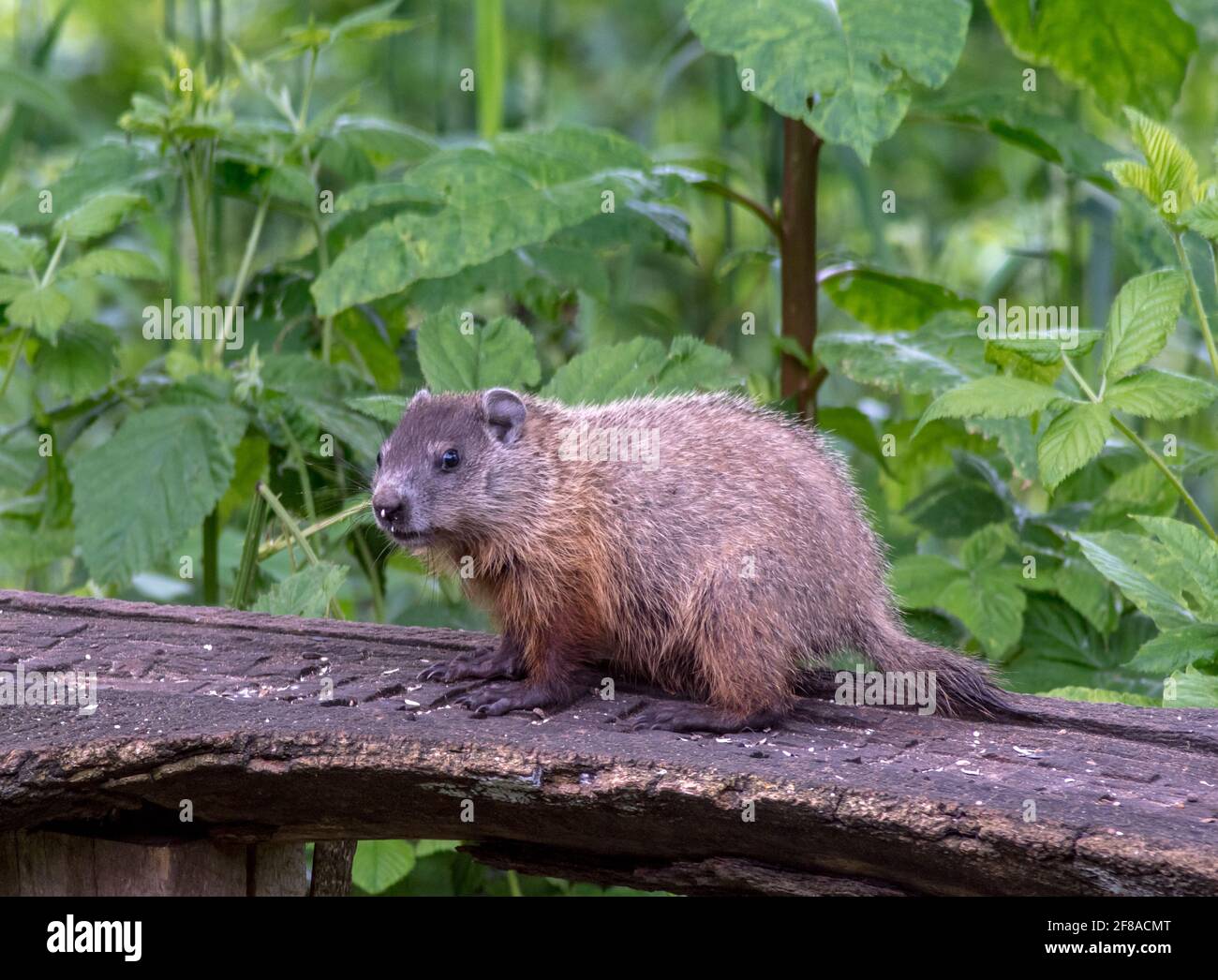 small woodchuck walks across a log Stock Photo - Alamy