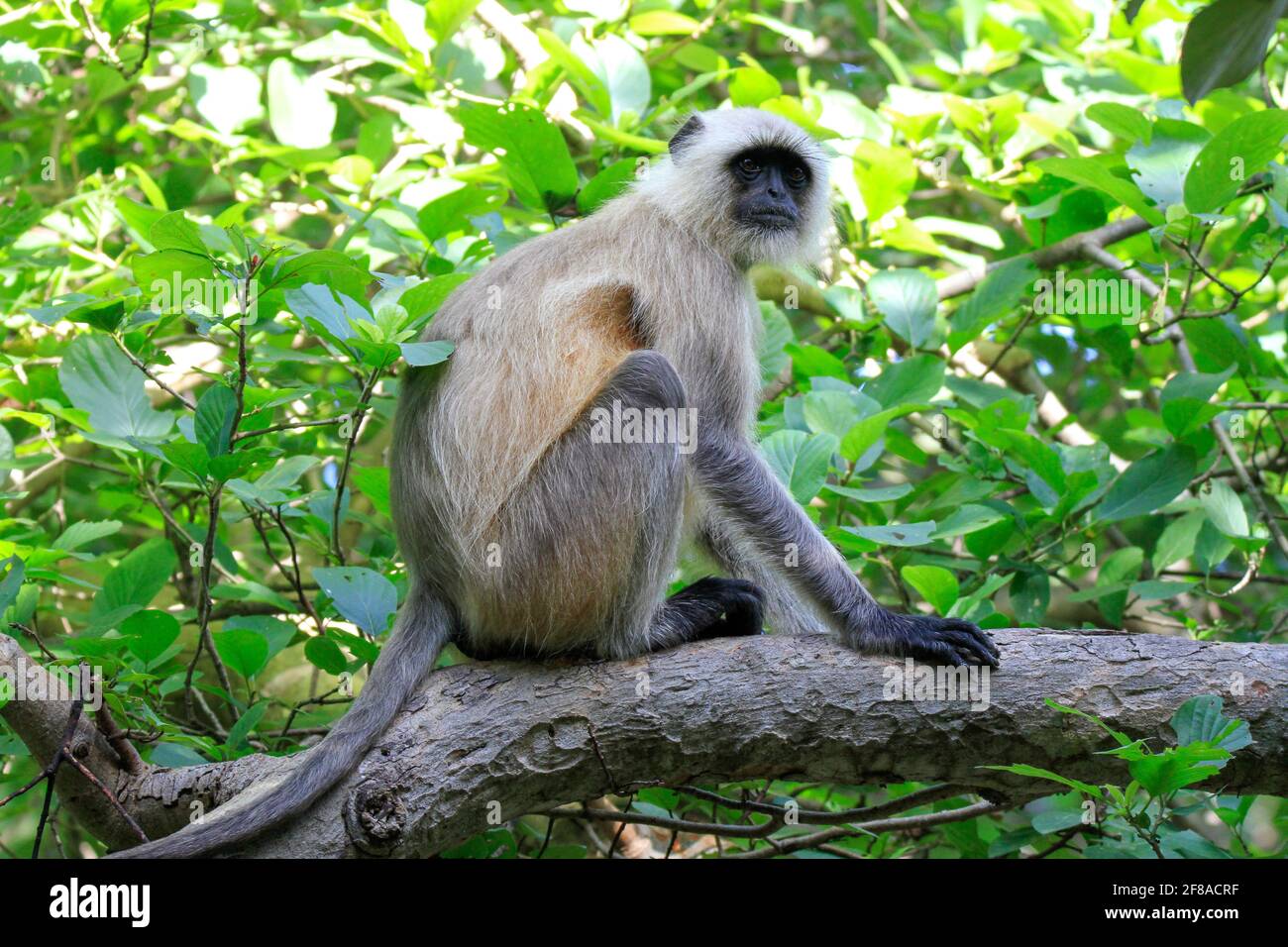 Silver langur hi-res stock photography and images - Alamy