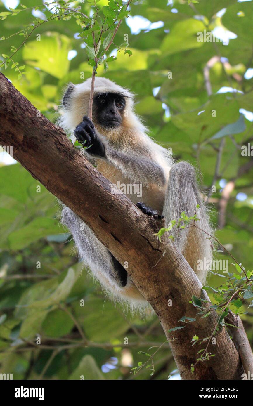 Silver langur hi-res stock photography and images - Alamy