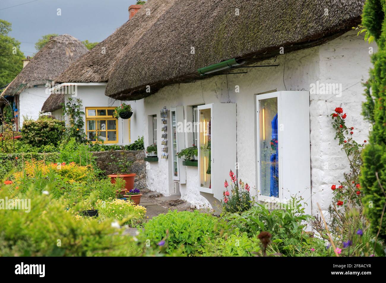 White Cottages with Thatched Roofs and Flower Gardens in Adare, Ireland ...