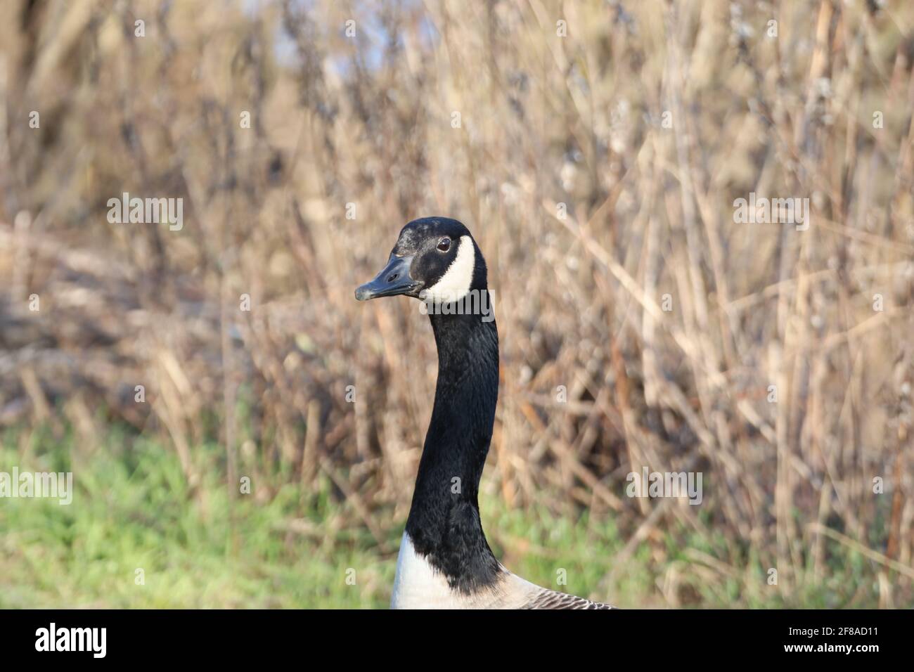 Portrait of a Barnacle goose posing in the natural background Stock ...