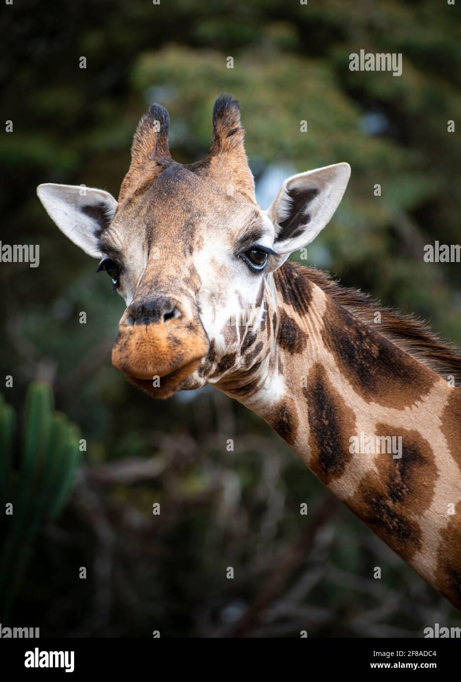giraffe head and neck Stock Photo - Alamy