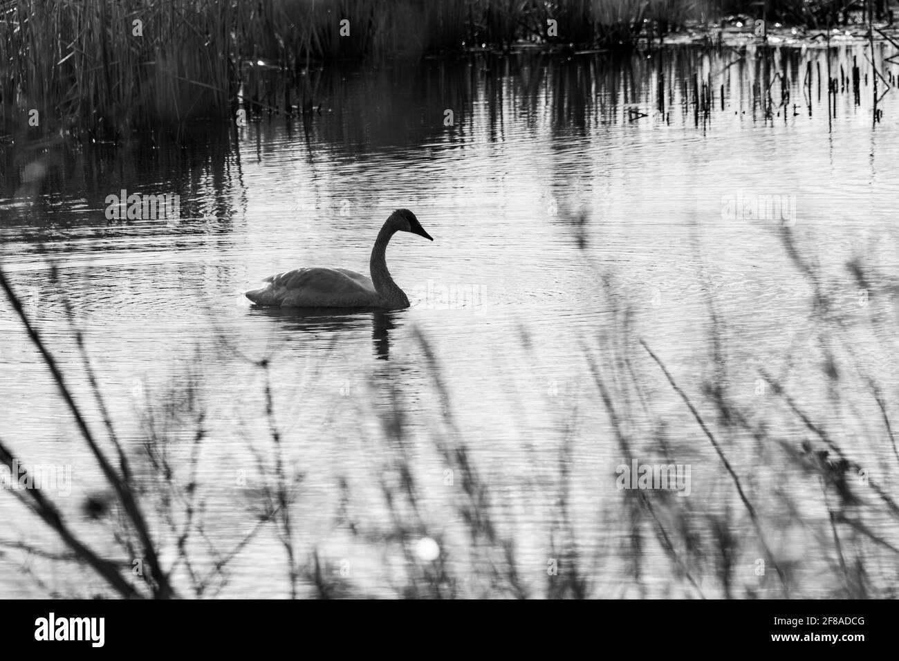 silhouette of swan in early morning backlight Stock Photo - Alamy