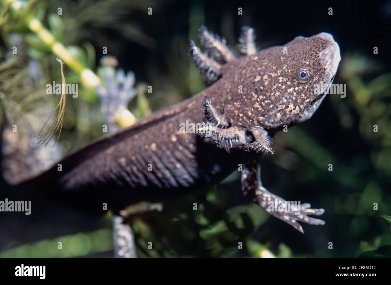 Lake Xochimilco High Resolution Stock Photography and Images - Alamy