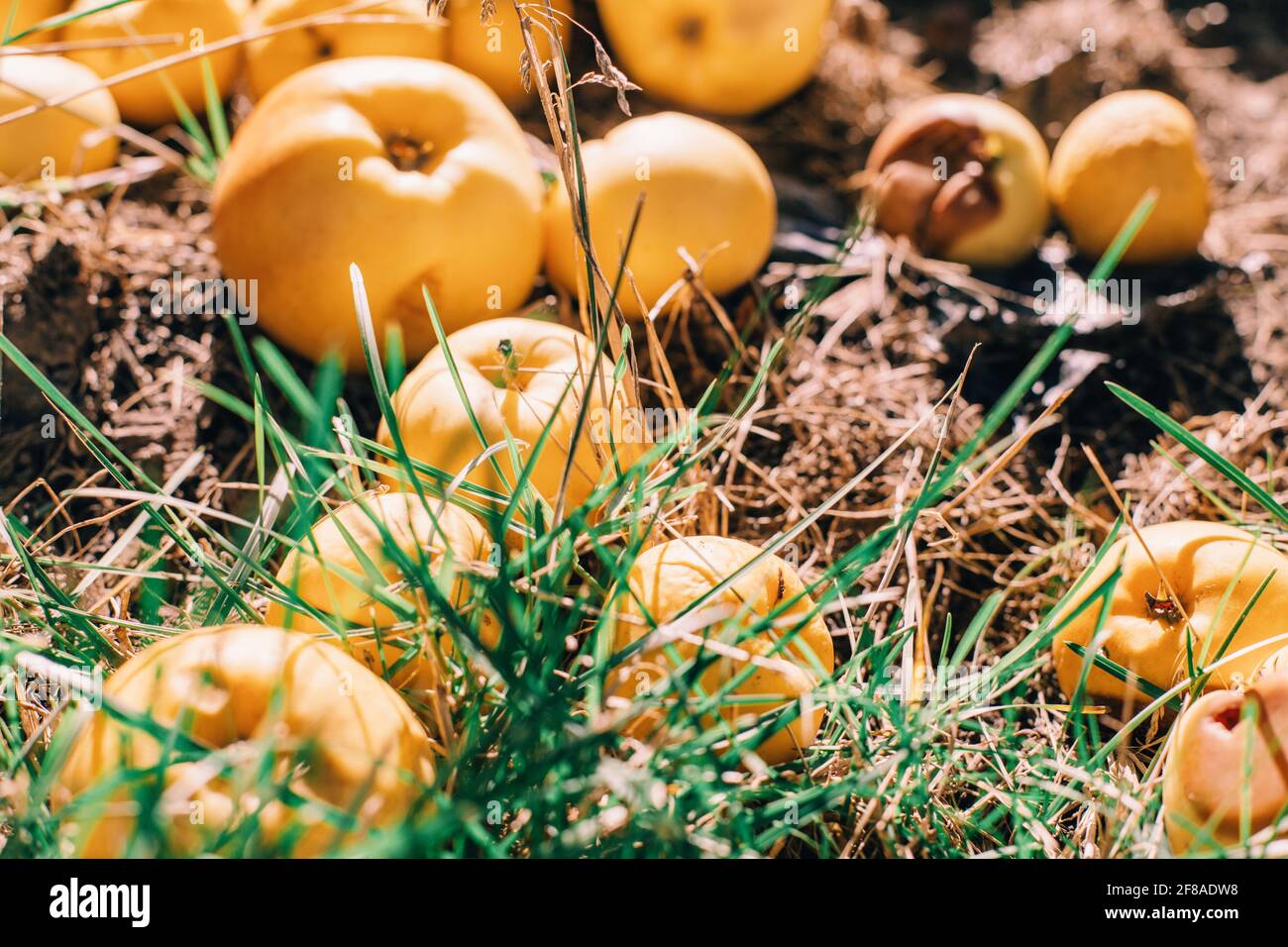 Rotten fruits hi-res stock photography and images - Alamy