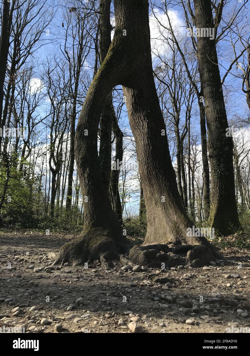 Real tree with 2 legs Stock Photo - Alamy