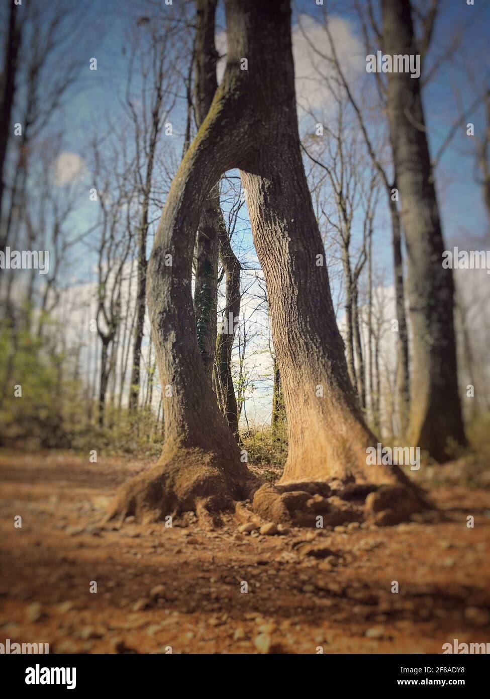 Real tree with 2 legs Stock Photo - Alamy